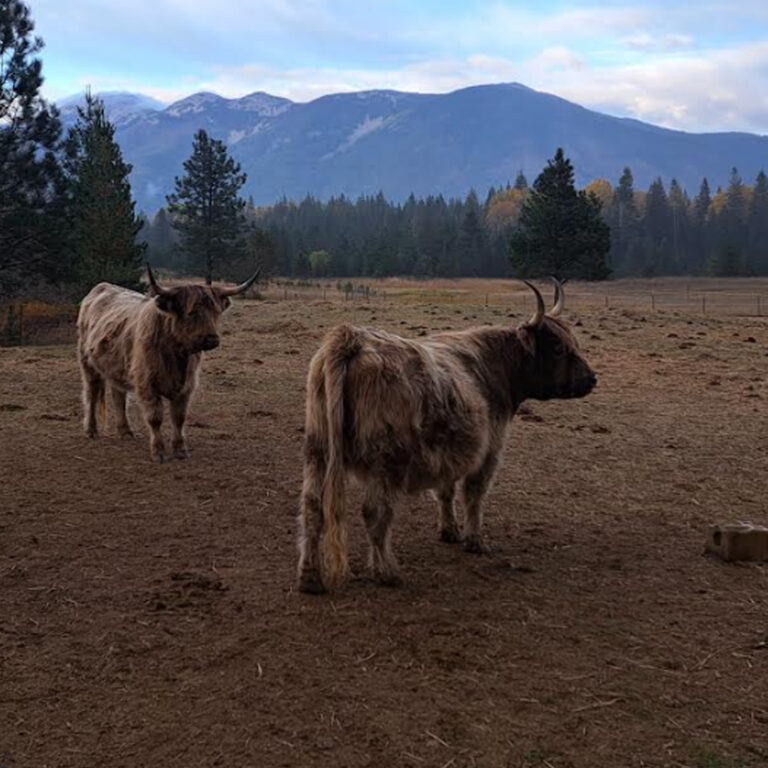 S&S Miniature Highlands – MINI HIGHLAND CATTLE RANCH OFFERING CHONDRO ...