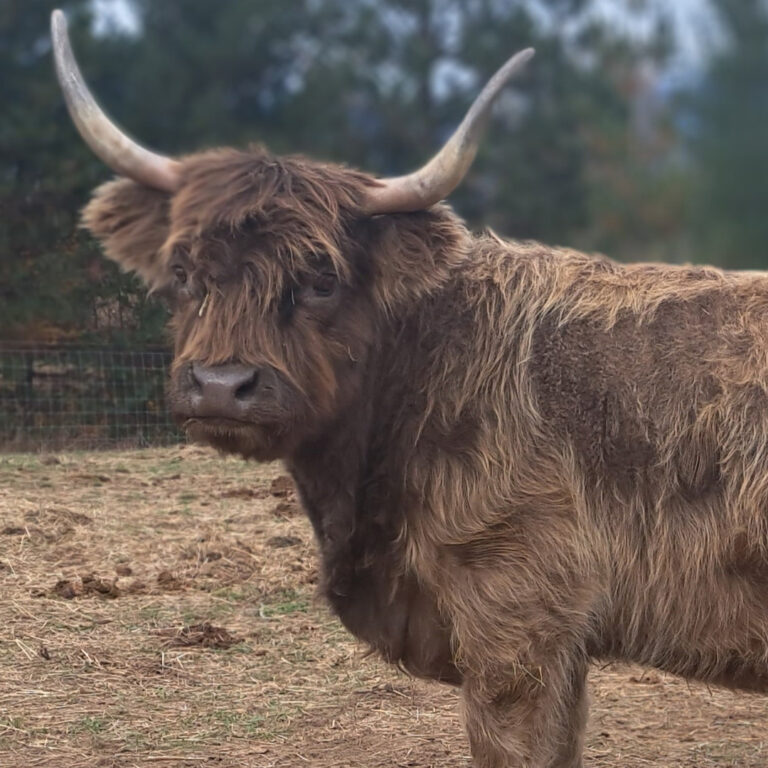 S&S Miniature Highlands – MINI HIGHLAND CATTLE RANCH OFFERING DWARF AND ...