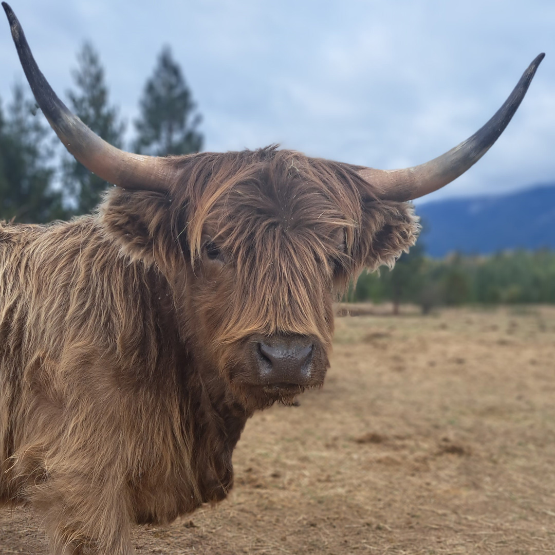 S&S Miniature Highlands – MINI HIGHLAND CATTLE RANCH OFFERING DWARF AND ...