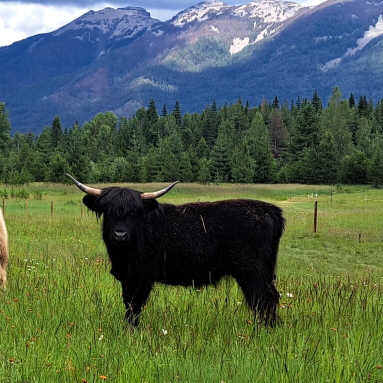 S&S Miniature Highlands – MINI HIGHLAND CATTLE RANCH OFFERING CHONDRO ...