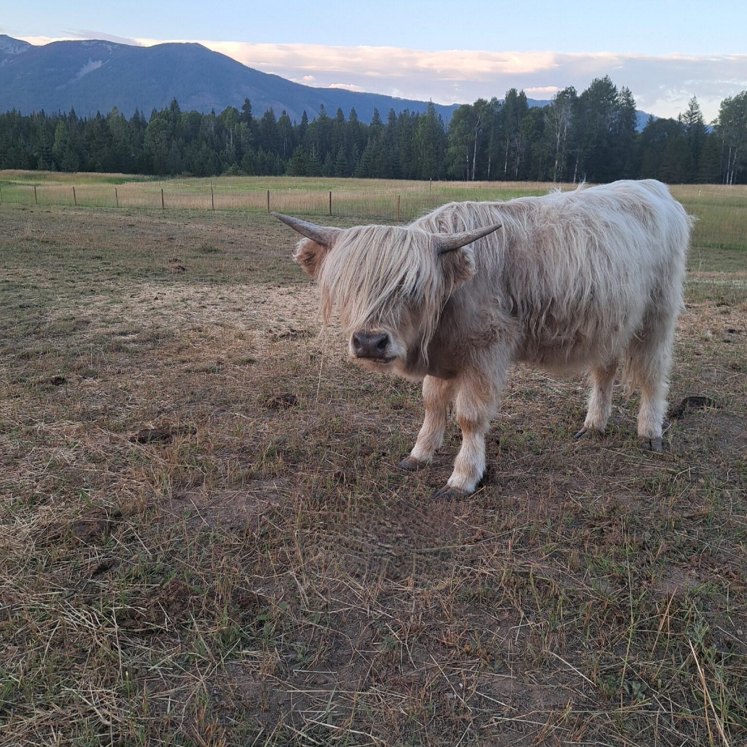 S&S Miniature Highlands – MINI HIGHLAND CATTLE RANCH OFFERING DWARF AND ...