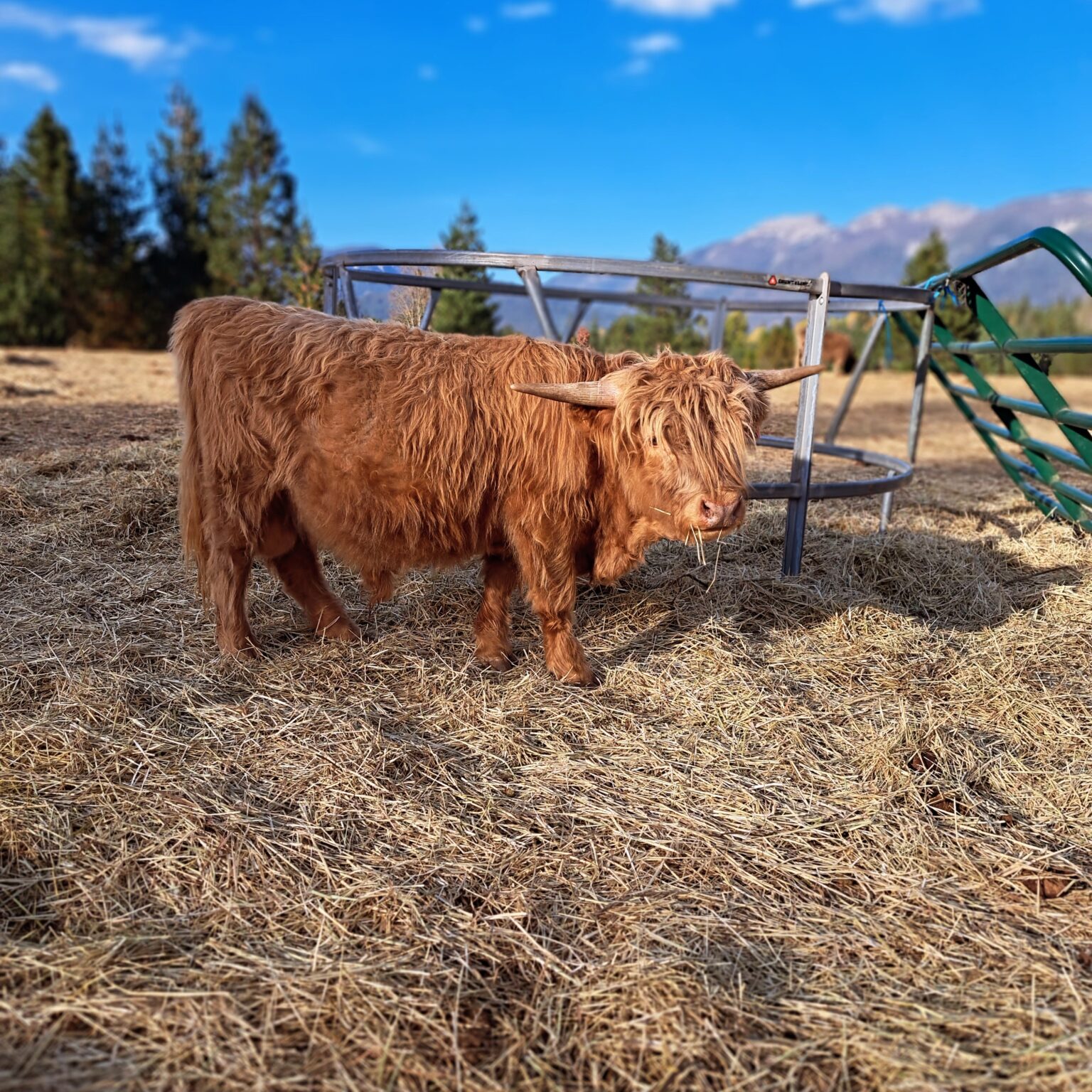 S&S Miniature Highlands – MINI HIGHLAND CATTLE RANCH OFFERING CHONDRO ...