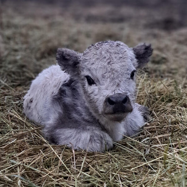 S&S Miniature Highlands – MINI HIGHLAND CATTLE RANCH OFFERING CHONDRO ...