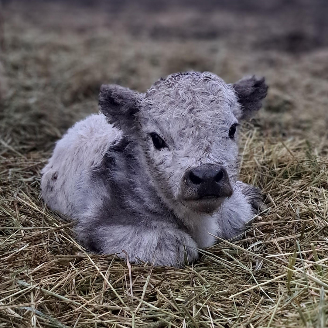 S&S Miniature Highlands – MINI HIGHLAND CATTLE RANCH OFFERING CHONDRO ...