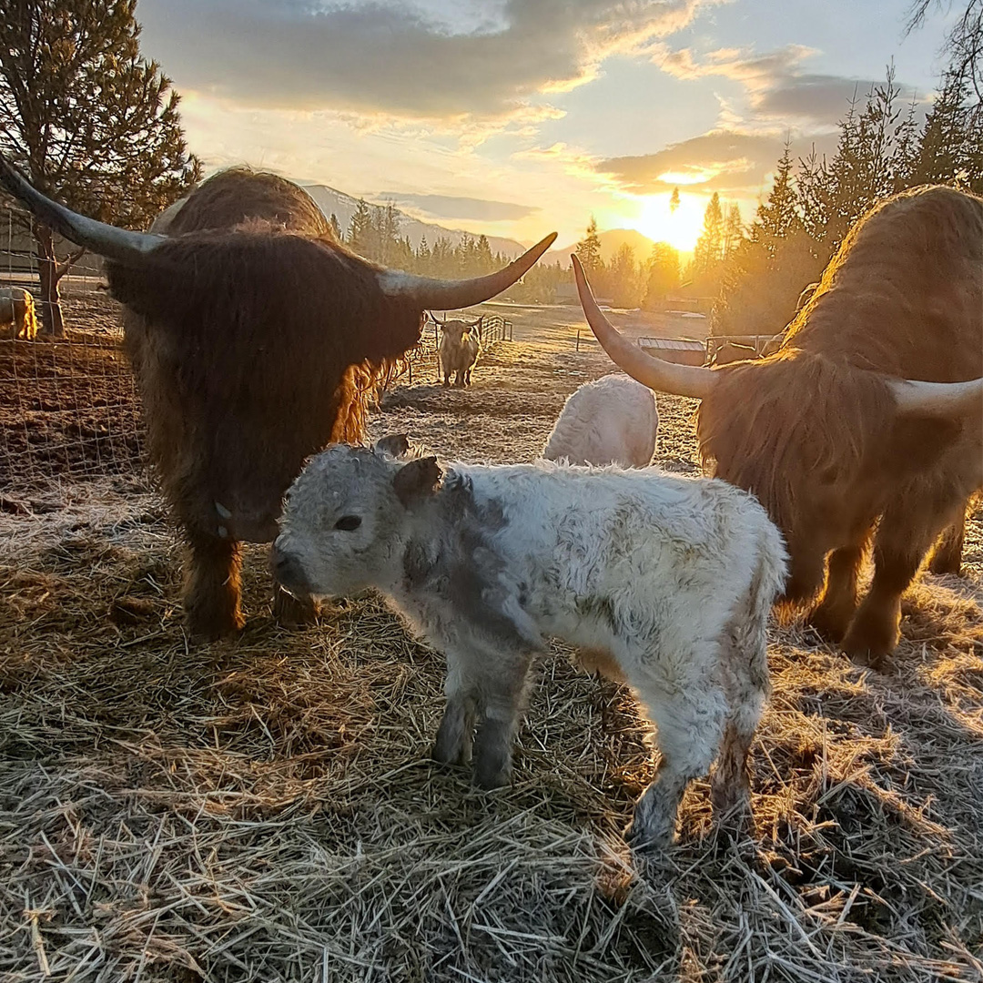 S&S Miniature Highlands – MINI HIGHLAND CATTLE RANCH OFFERING CHONDRO ...