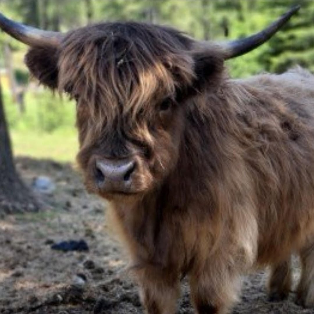 S&S Miniature Highlands – MINI HIGHLAND CATTLE RANCH OFFERING CHONDRO ...