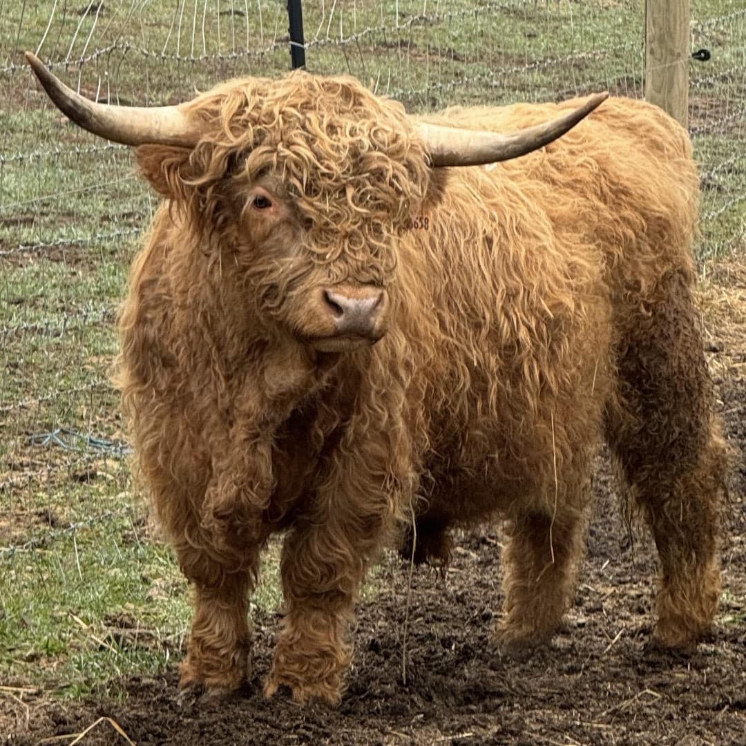 S&S Miniature Highlands – MINI HIGHLAND CATTLE RANCH OFFERING CHONDRO ...
