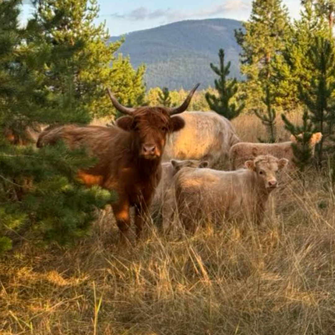 S&S Miniature Highlands – MINI HIGHLAND CATTLE RANCH OFFERING CHONDRO ...