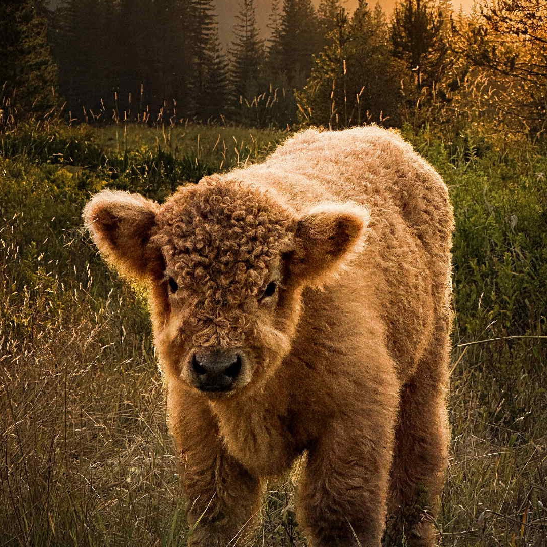 S&S Miniature Highlands – MINI HIGHLAND CATTLE RANCH OFFERING CHONDRO ...