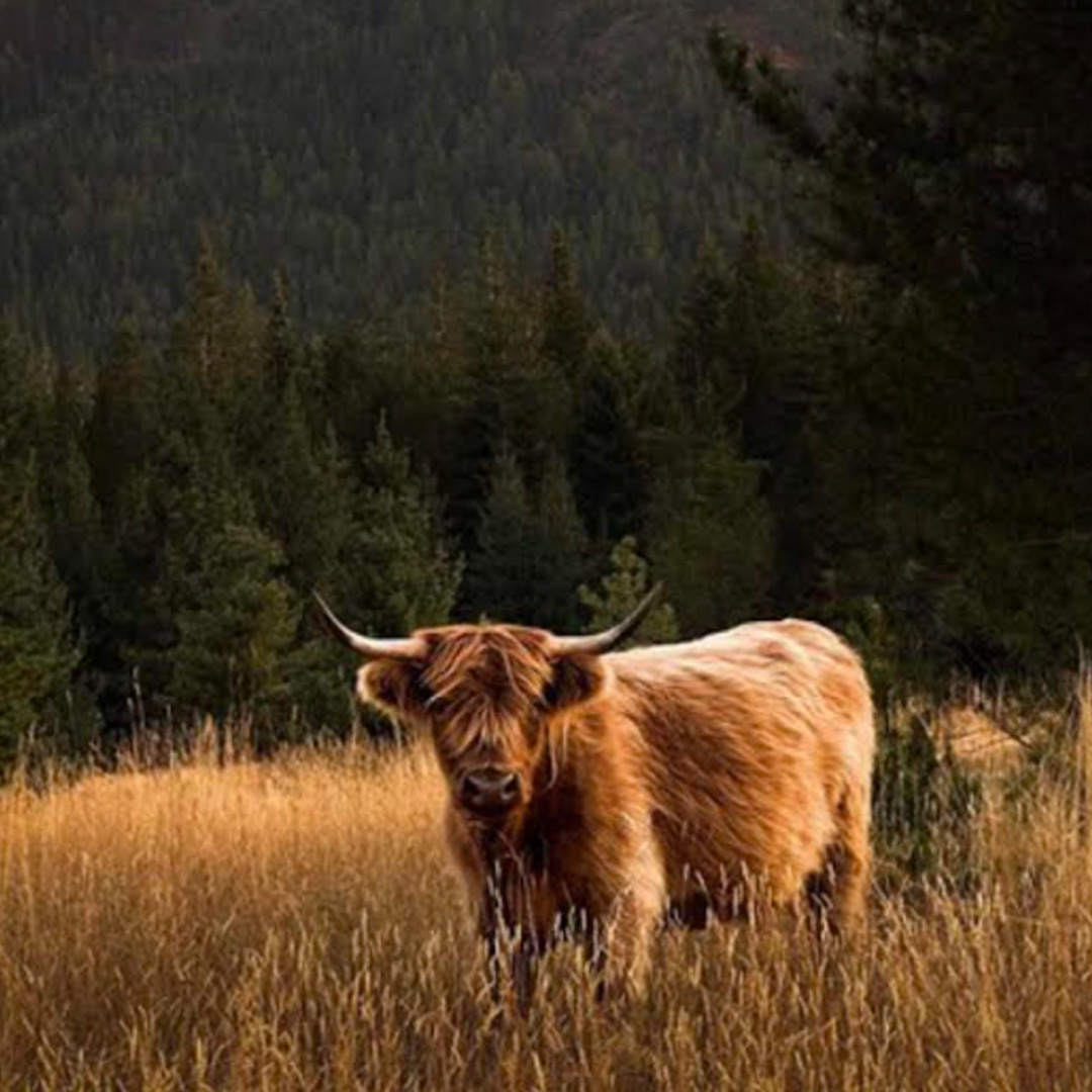 S&S Miniature Highlands – MINI HIGHLAND CATTLE RANCH OFFERING CHONDRO ...